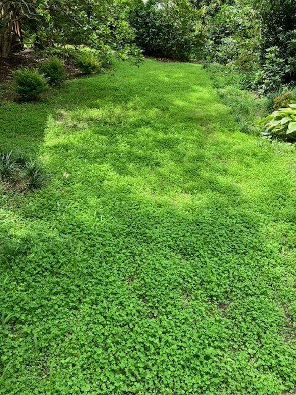 Microclover® Lawn Mix for Low-Maintenance Lawns | Territorial Seed