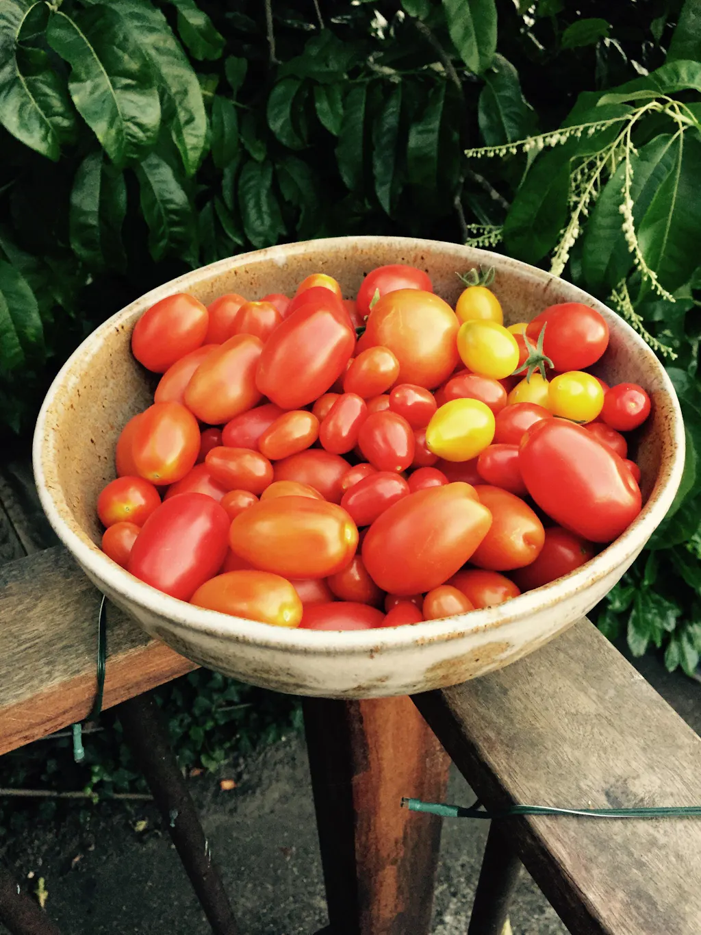 Blush Tomato Seed | ORGANIC SEED / 250 seeds | Territorial Seed