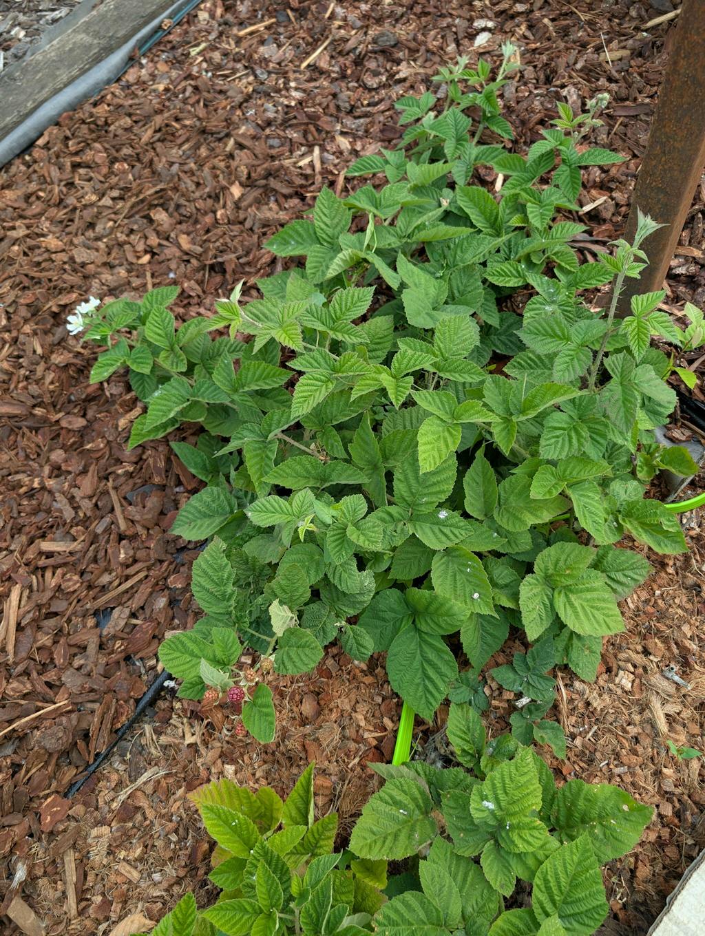 Marionberry Blackberry Plant | Territorial Seed