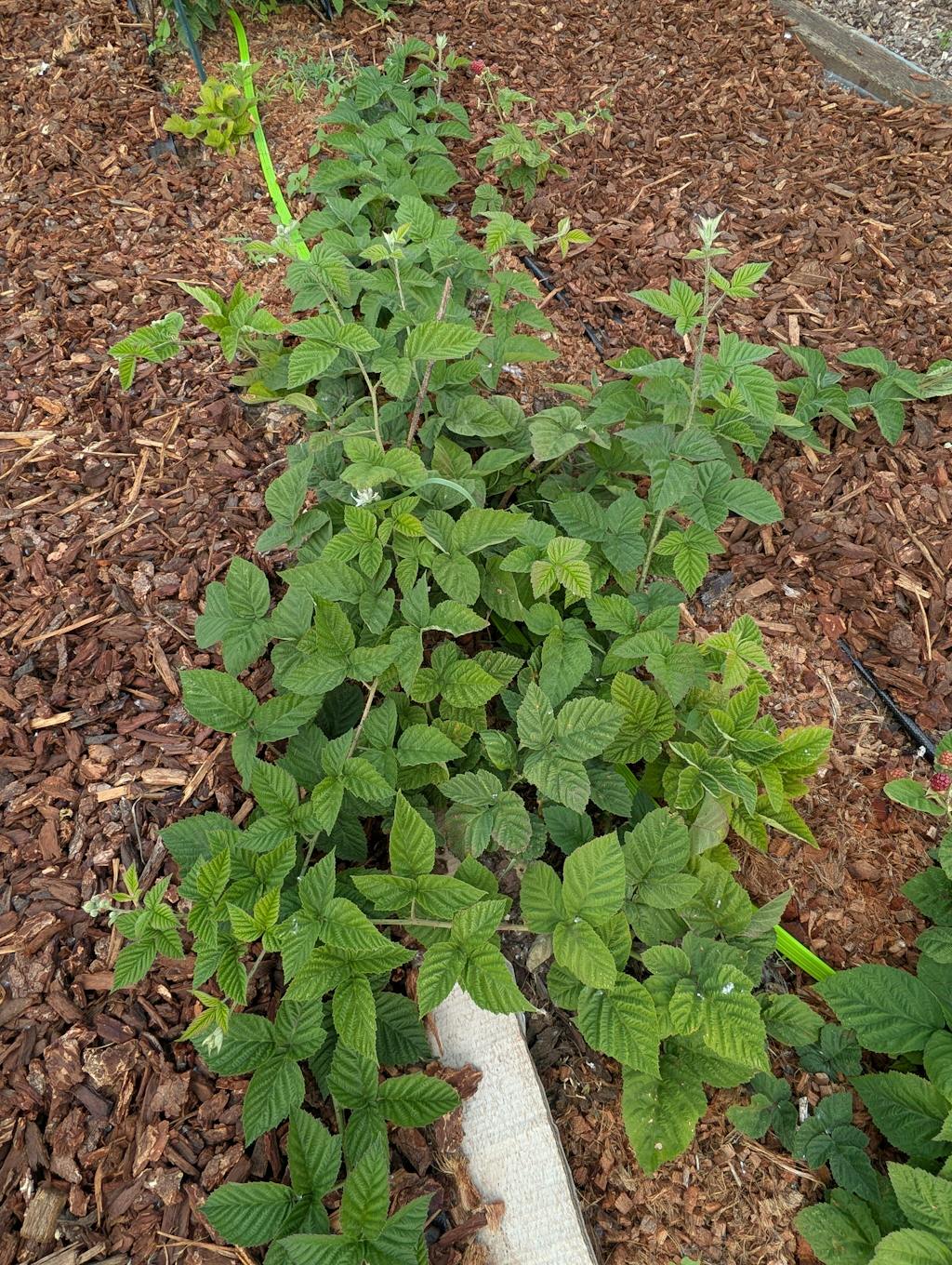 Marionberry Blackberry Plant | Territorial Seed