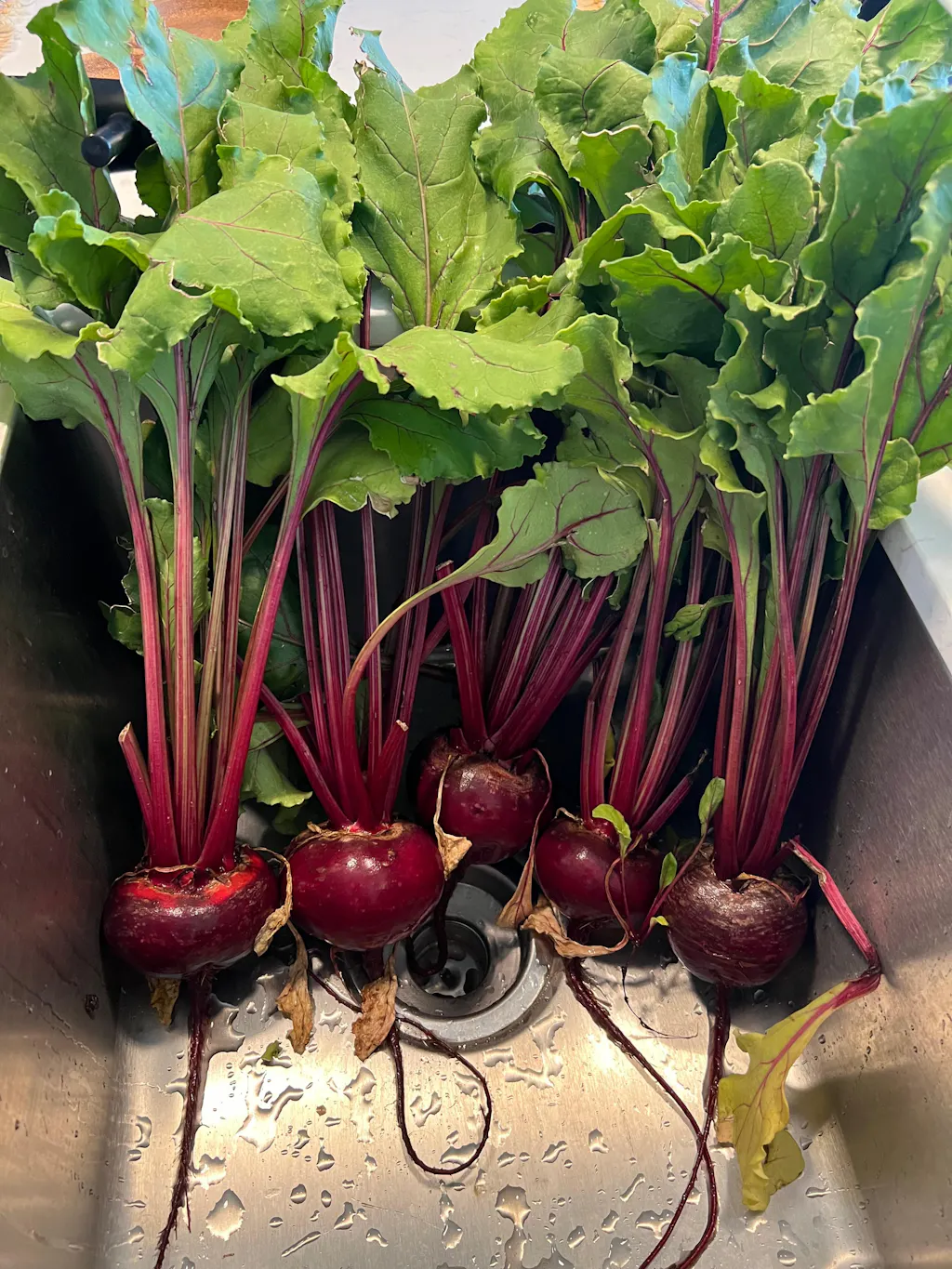 Azuma Beet Seed | SEED / 5 grams | Territorial Seed
