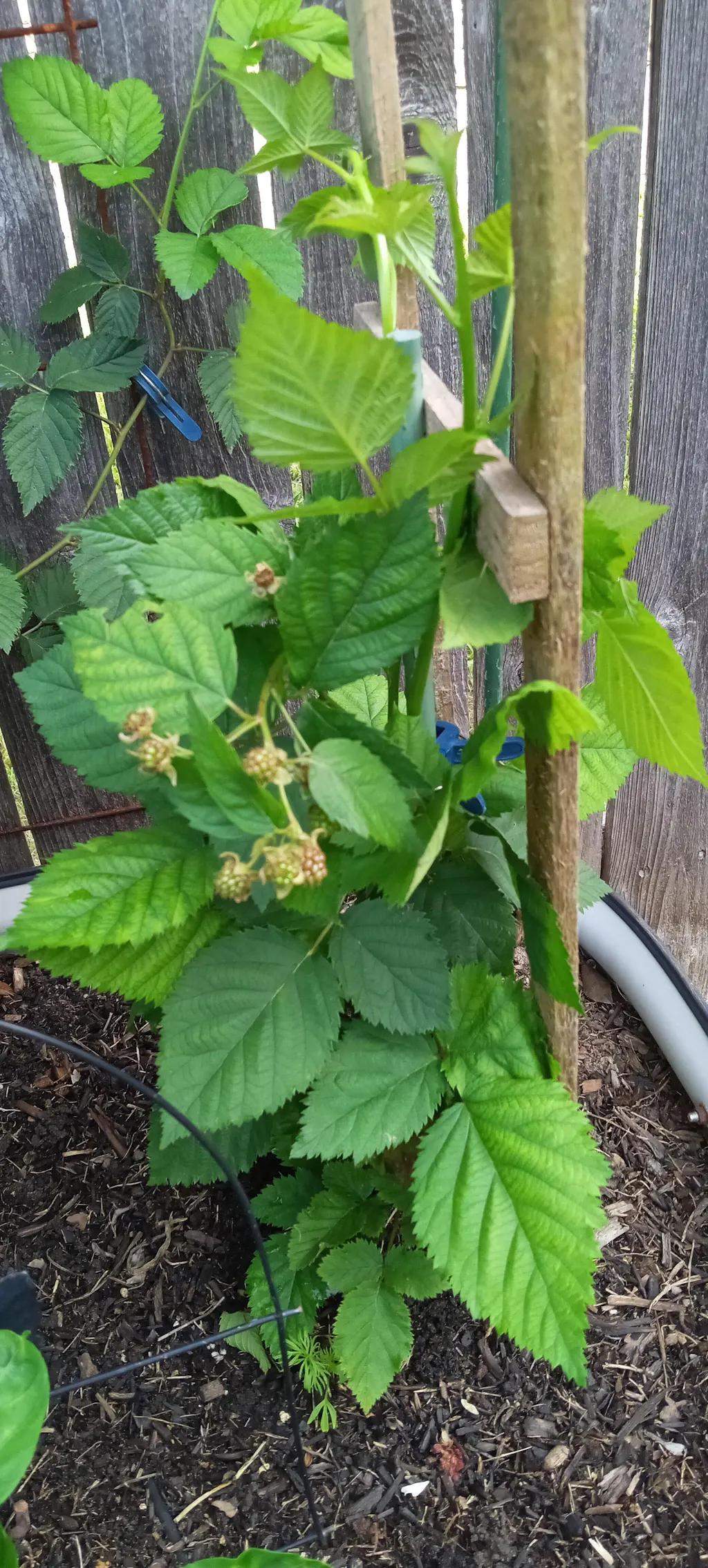 Triple Crown | PLANT / 1 plant | Territorial Seed