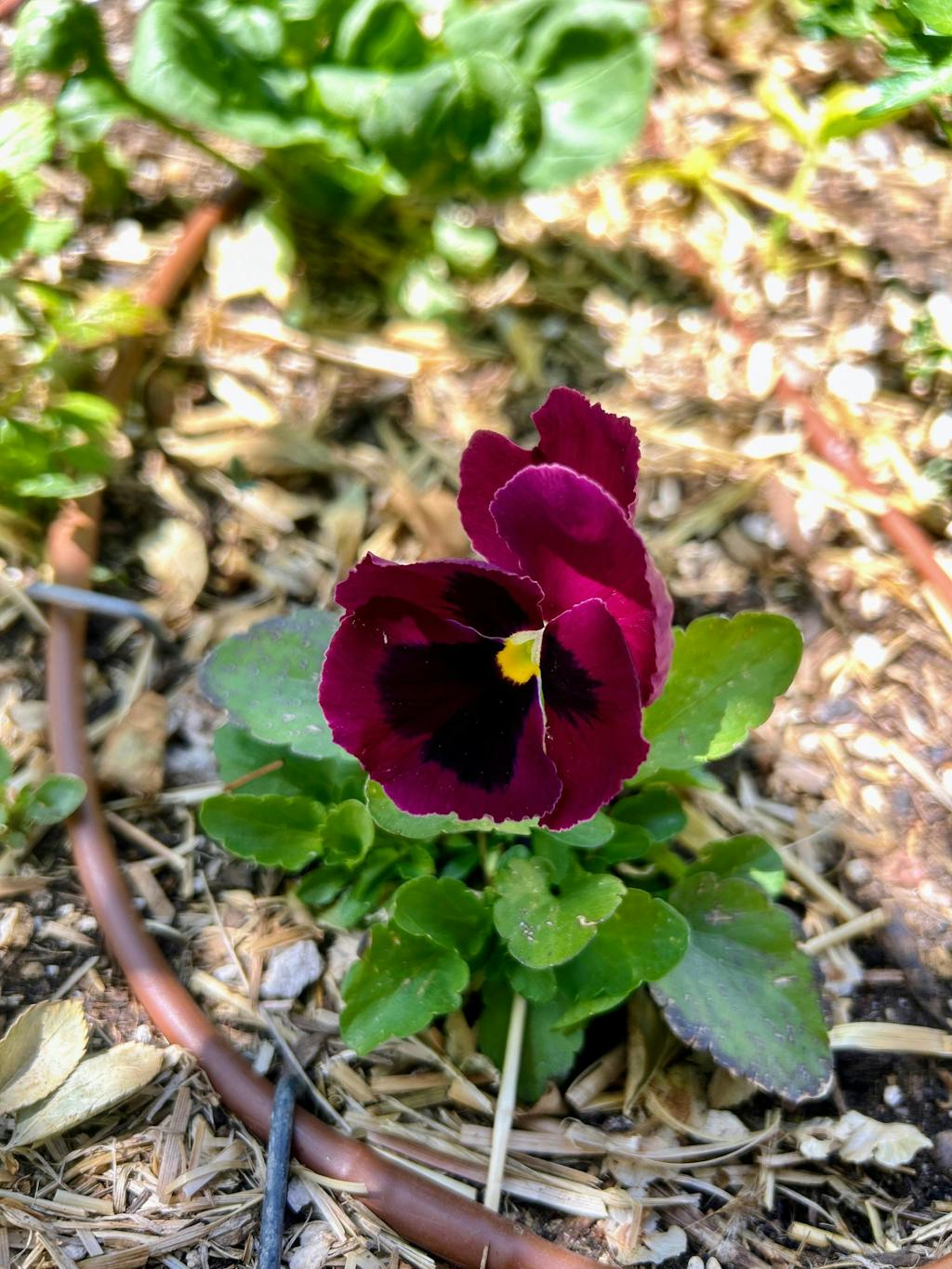 Matrix® Rose Blotch Pansy Flower Seed | Territorial Seed