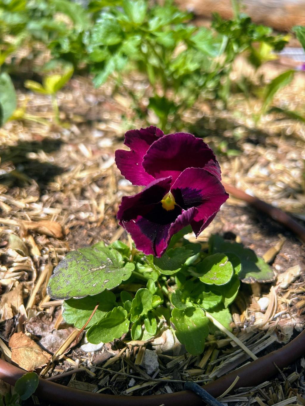 Matrix® Rose Blotch Pansy Flower Seed | Territorial Seed