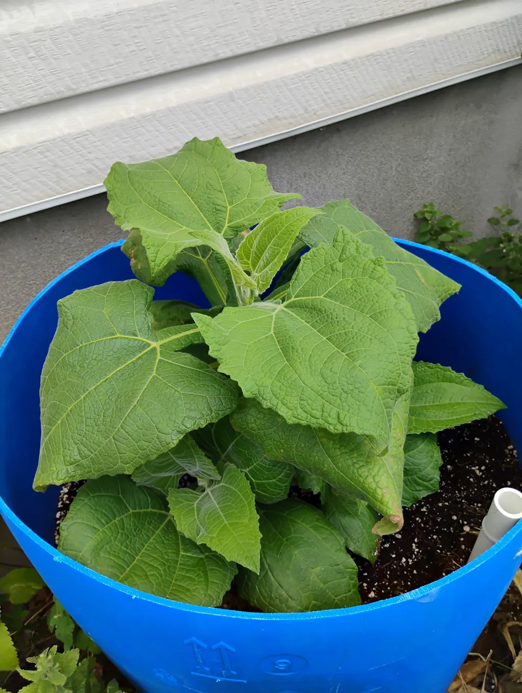 Yacon Plant | PLANT / 1 plant | Territorial Seed