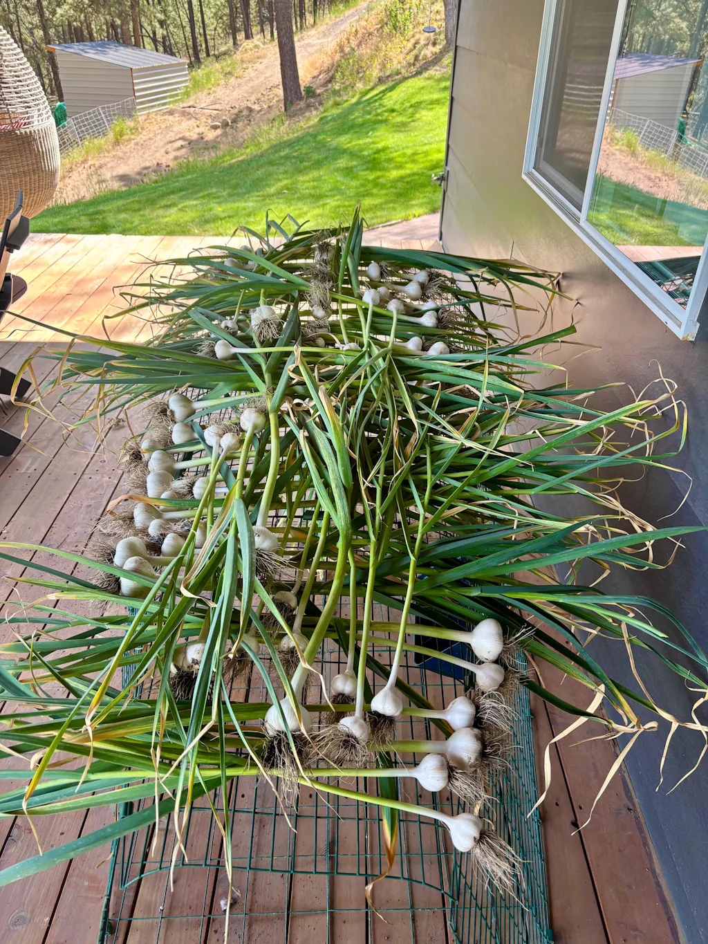 Persian Star Garlic | POS ONLY / 1/10 POUND (RETAIL ONLY) | Territorial ...