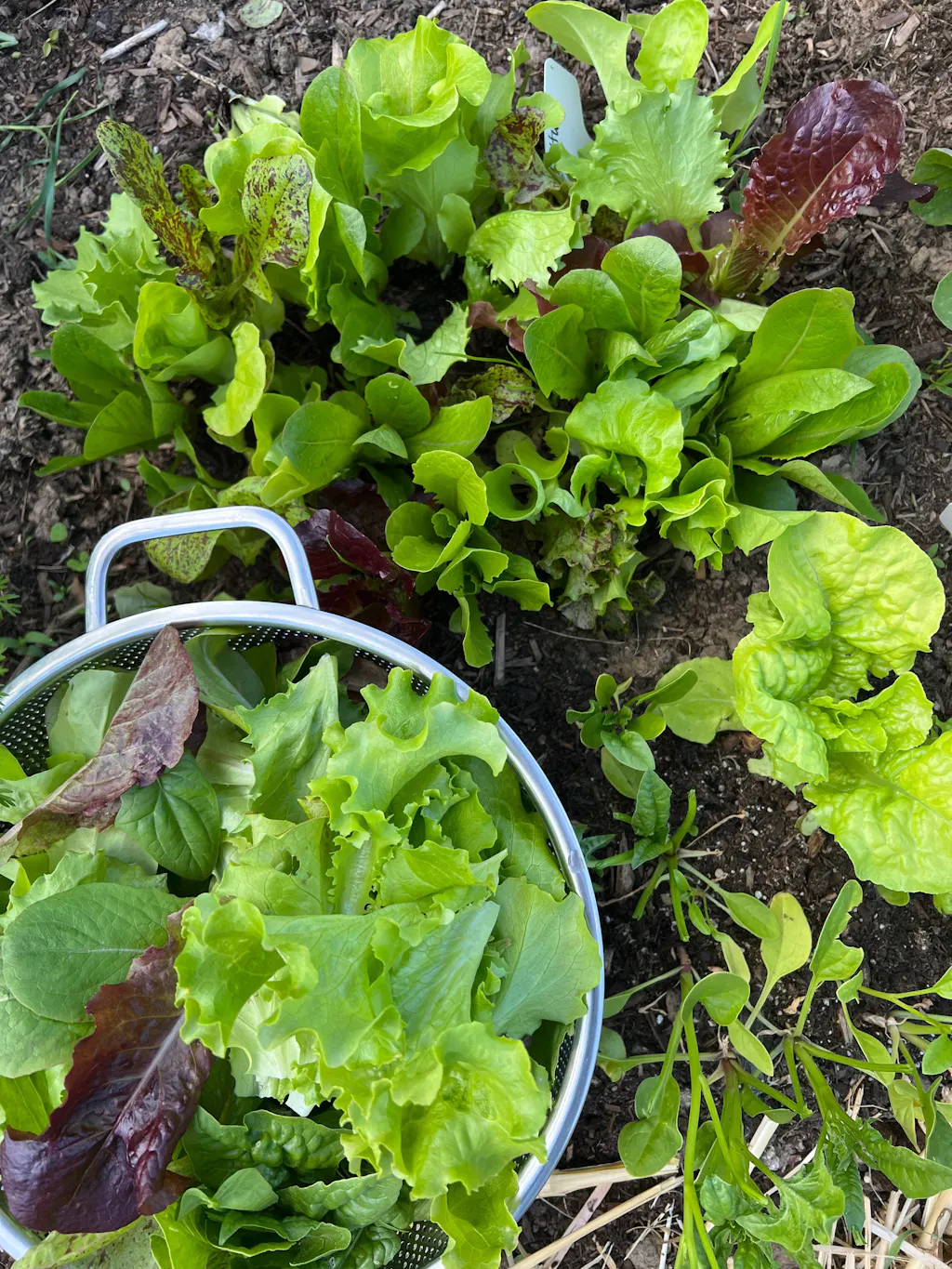 Wildest Garden Lettuce Mix Lettuce Seed | ORGANIC SEED / 3 grams ...
