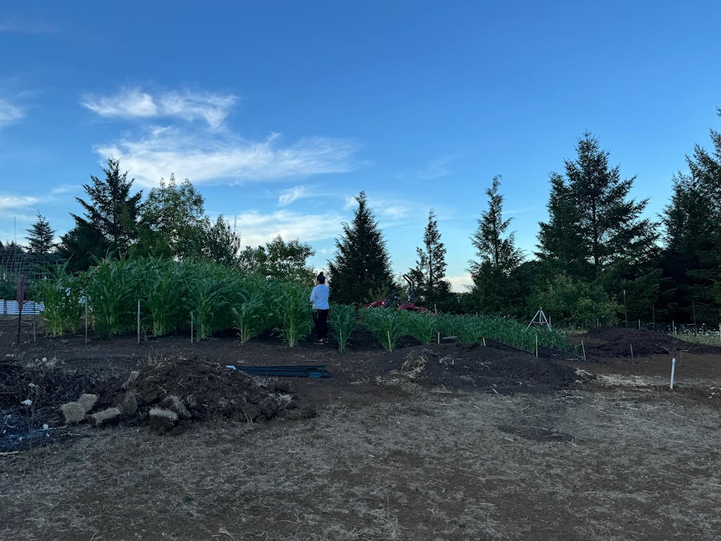 Supersweet Jubilee Corn Seed | Territorial Seed