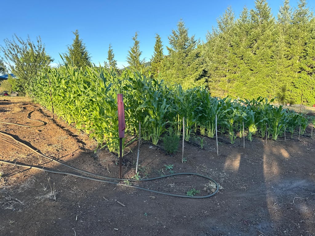 Supersweet Jubilee Corn Seed | Territorial Seed