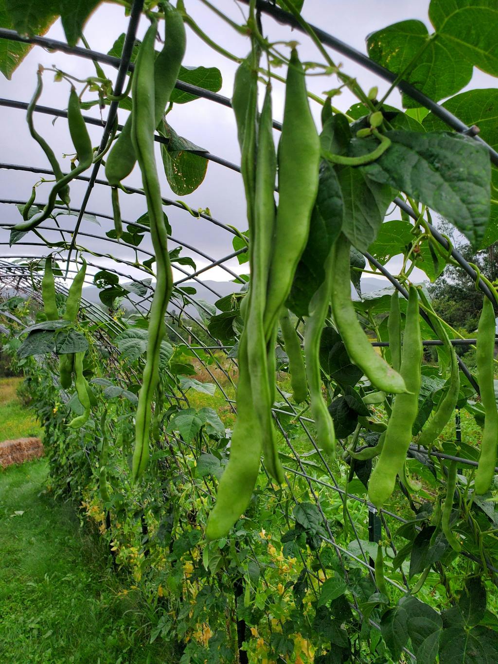 Helda Bean Seed | Territorial Seed