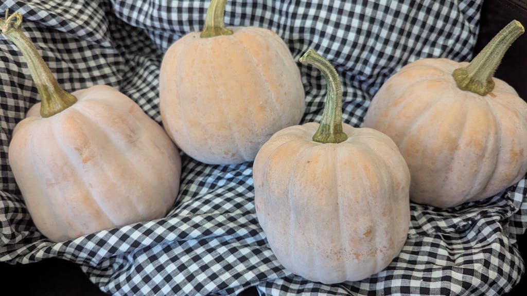 Autumn Frost Winter Squash Seed | Territorial Seed