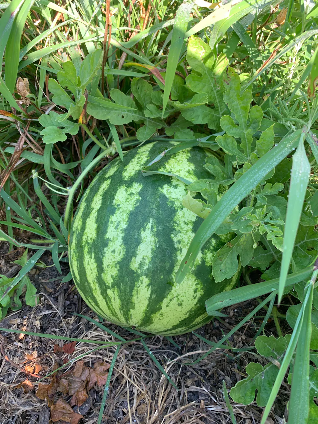 Cal Sweet Bush Watermelon Seed | SEED / 1 gram | Territorial Seed