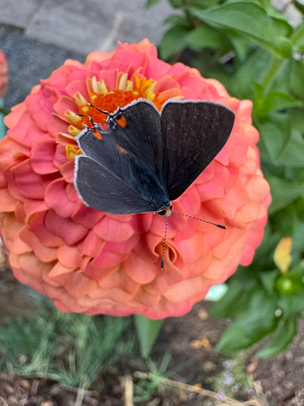 Oklahoma Salmon Zinnia Flower Seed | SEED / 1/4 ounce | Territorial Seed