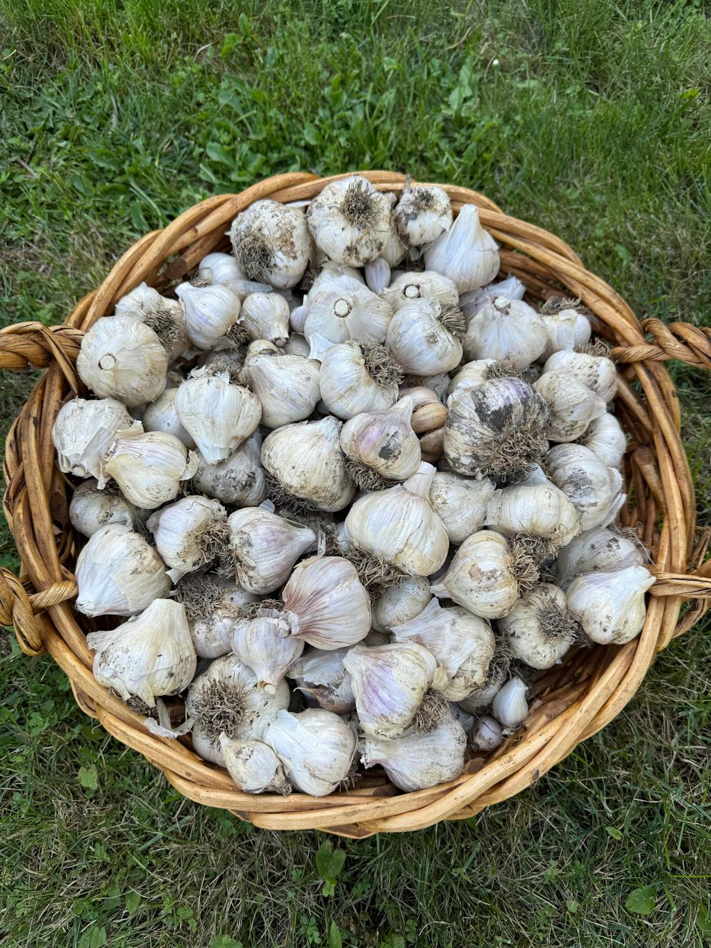Duganski Garlic | Territorial Seed