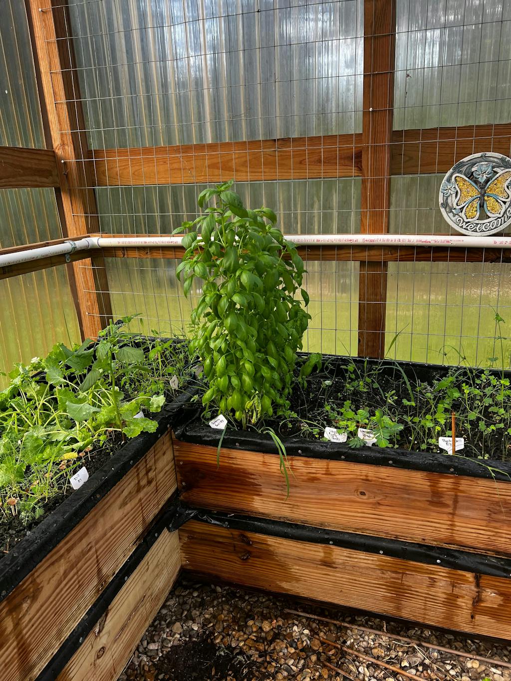 Prospera Basil Seed - Territorial Seed Company | ORGANIC SEED / 1 ounce ...