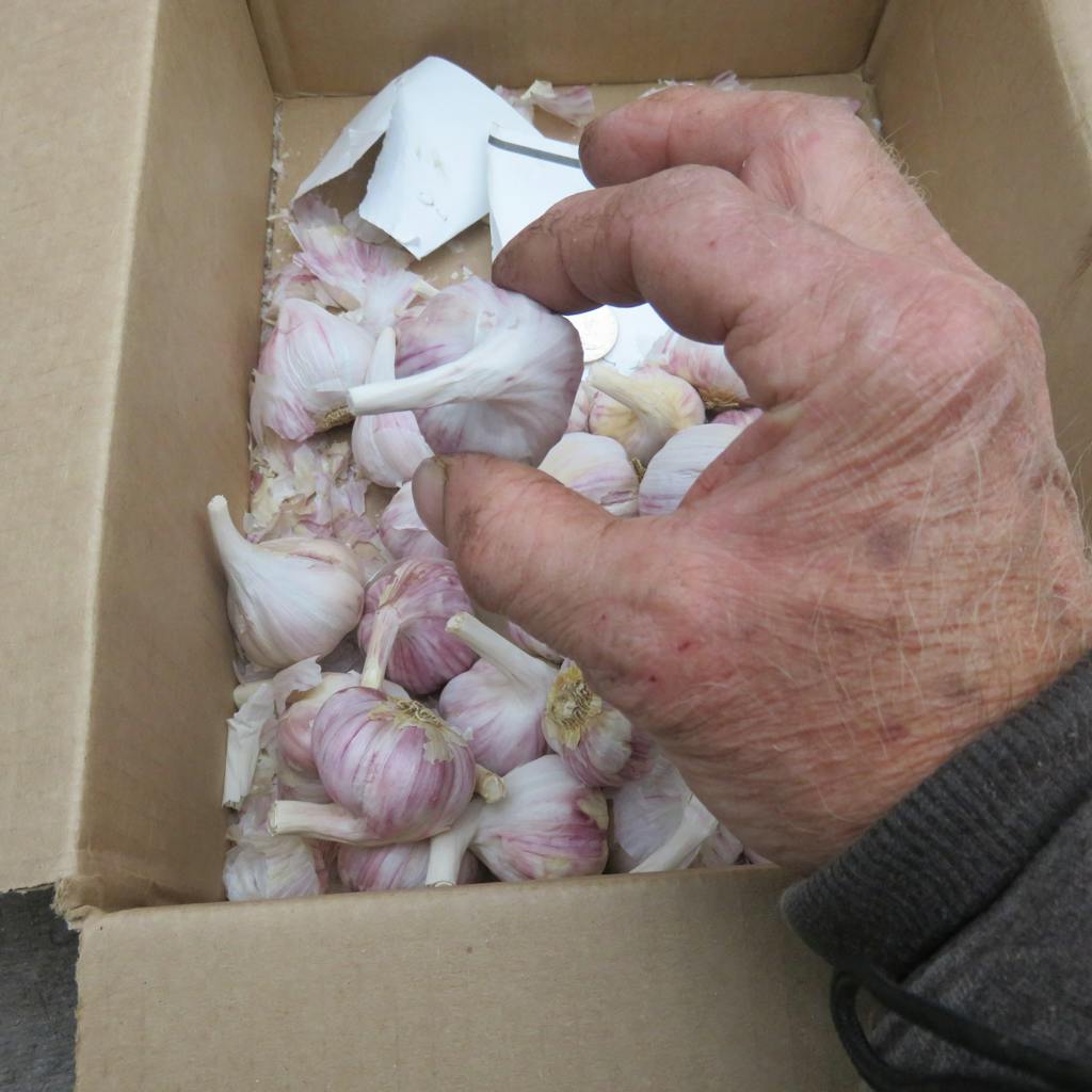 Duganski Garlic | Territorial Seed