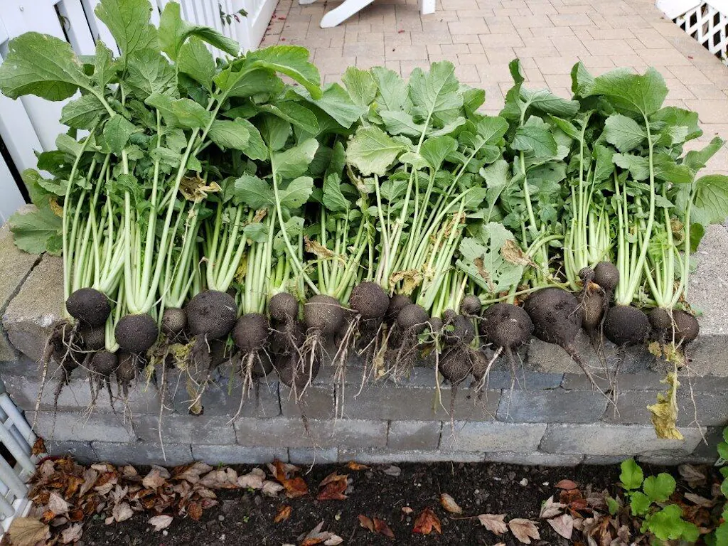 Runder Schwarzer Winter Radish Seed | ORGANIC SEED / 7 grams ...