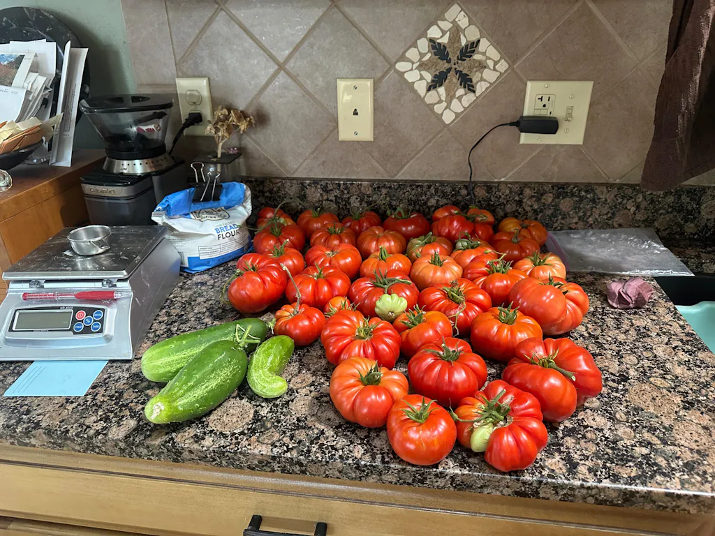 Heirloom Marriage™ Genuwine Tomato Seed | TRANSPLANT / SHIPS LAST HALF ...