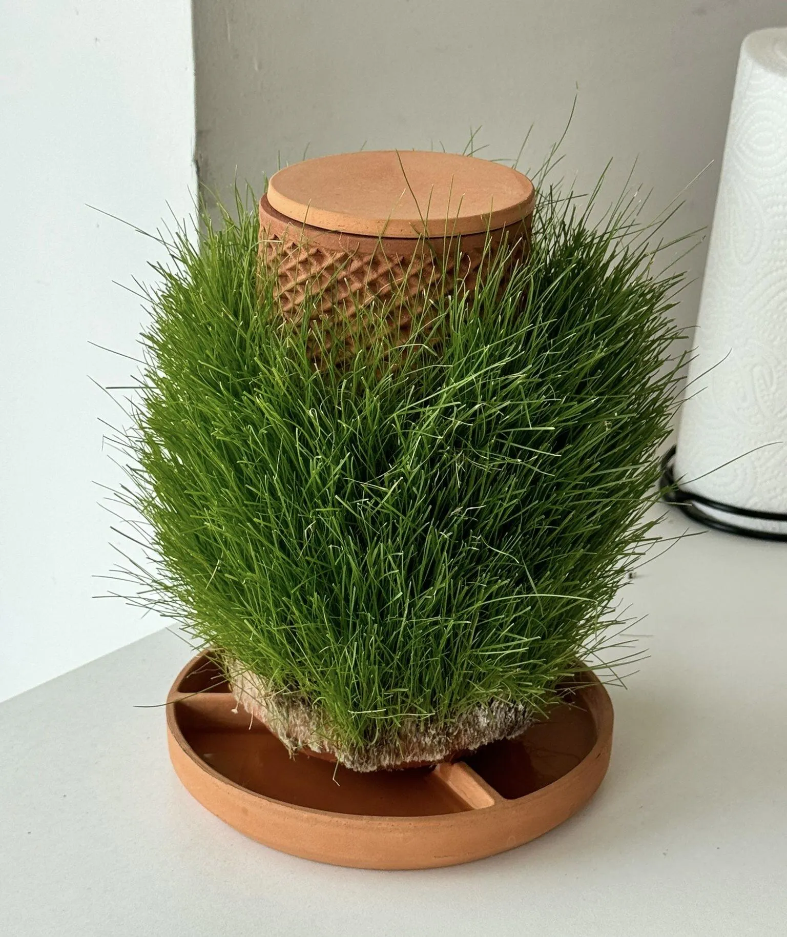 tevaplanter - visibly follow the journey from seed to plant