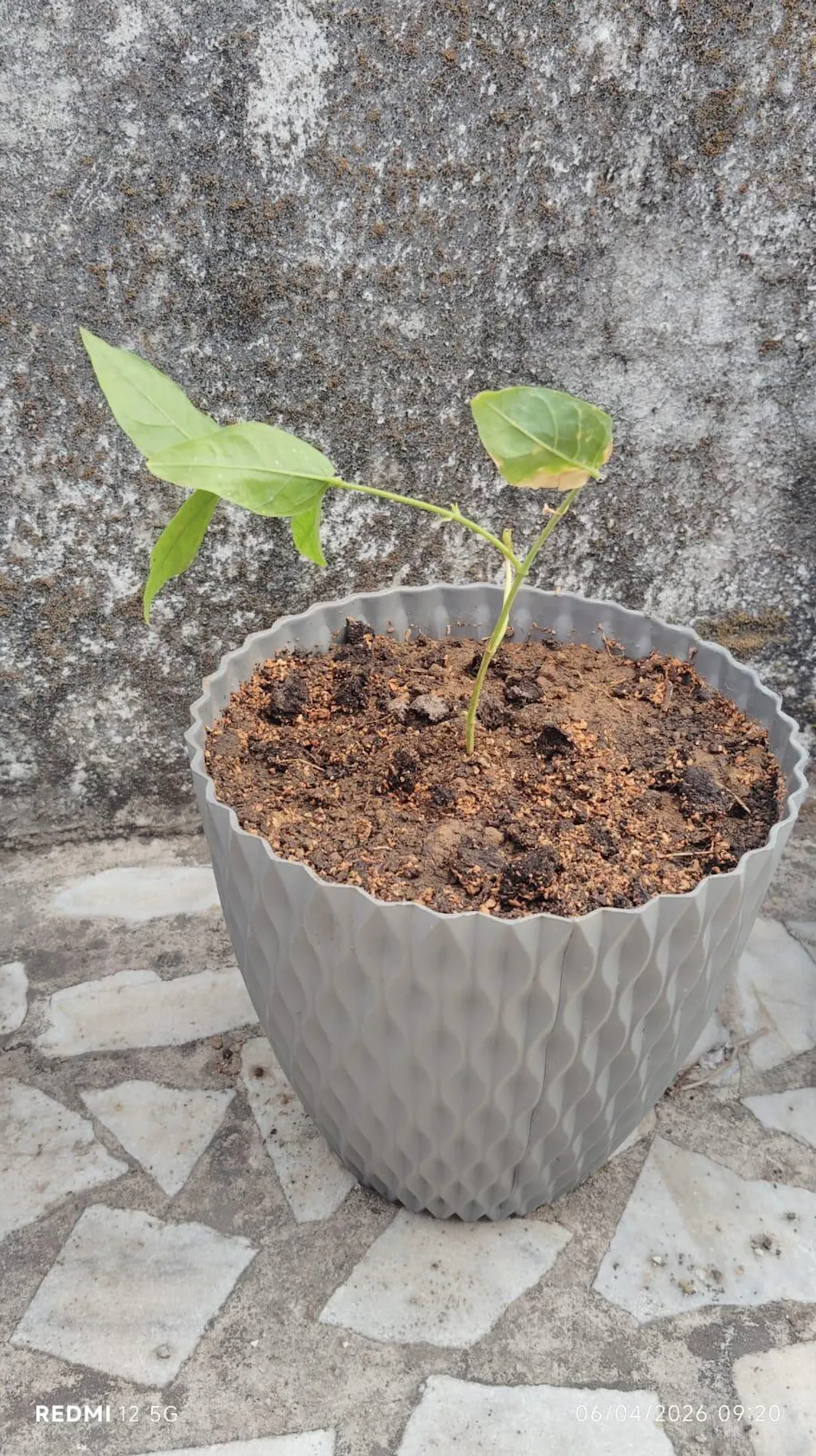 Buy Arabian Jasmine Plant Sapling (1pc) - Rs.149/- sale online India ...