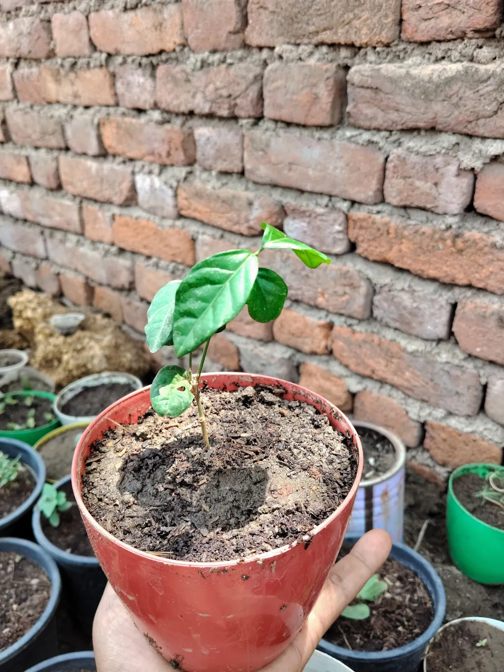 Buy Arabian Jasmine Plant Sapling (1pc) - Rs.149/- sale online India ...