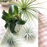 Vriesea Racinae - Miniature Spotted Bromeliad - RARE – The Artizan Way