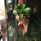 Vriesea Racinae - Miniature Spotted Bromeliad - RARE – The Artizan Way