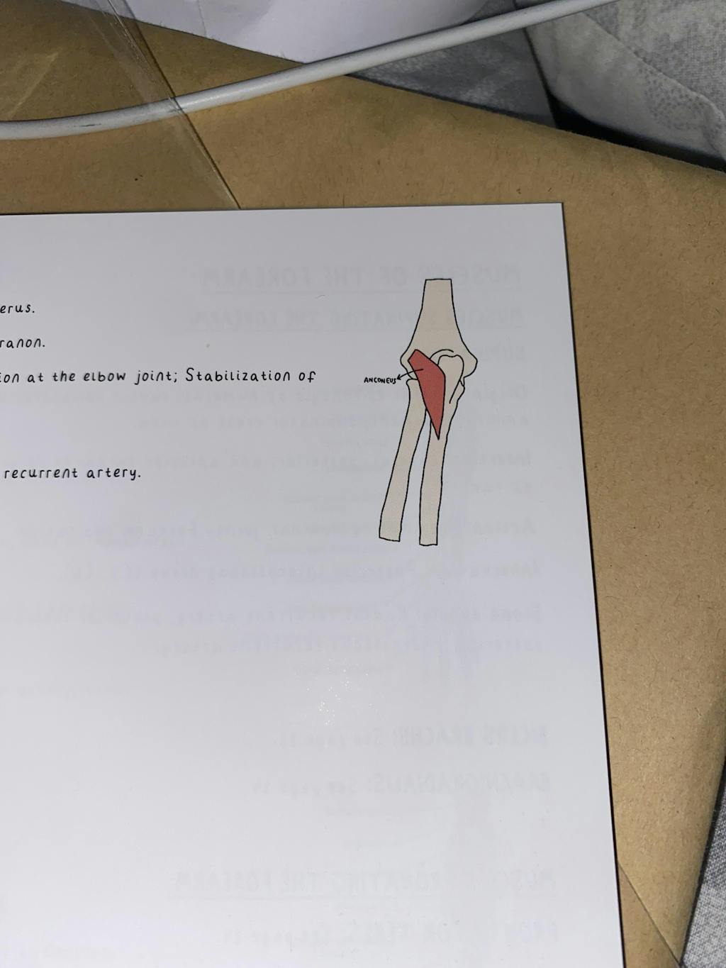 A5 Pocket Revision Guide To The Muscles Of The Human Body – The Awesome ...