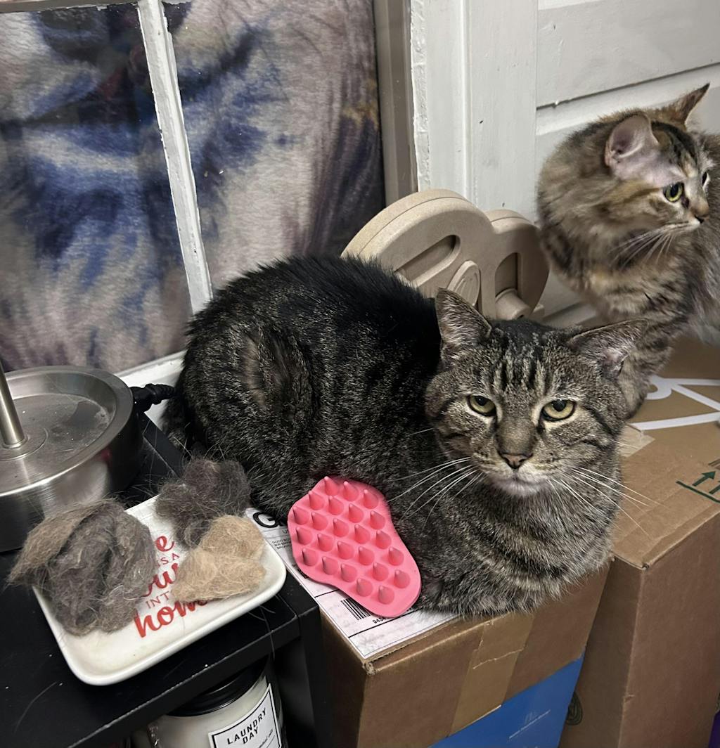 The Bailey Brush Cat Brush – Vet and Groomer Preferred