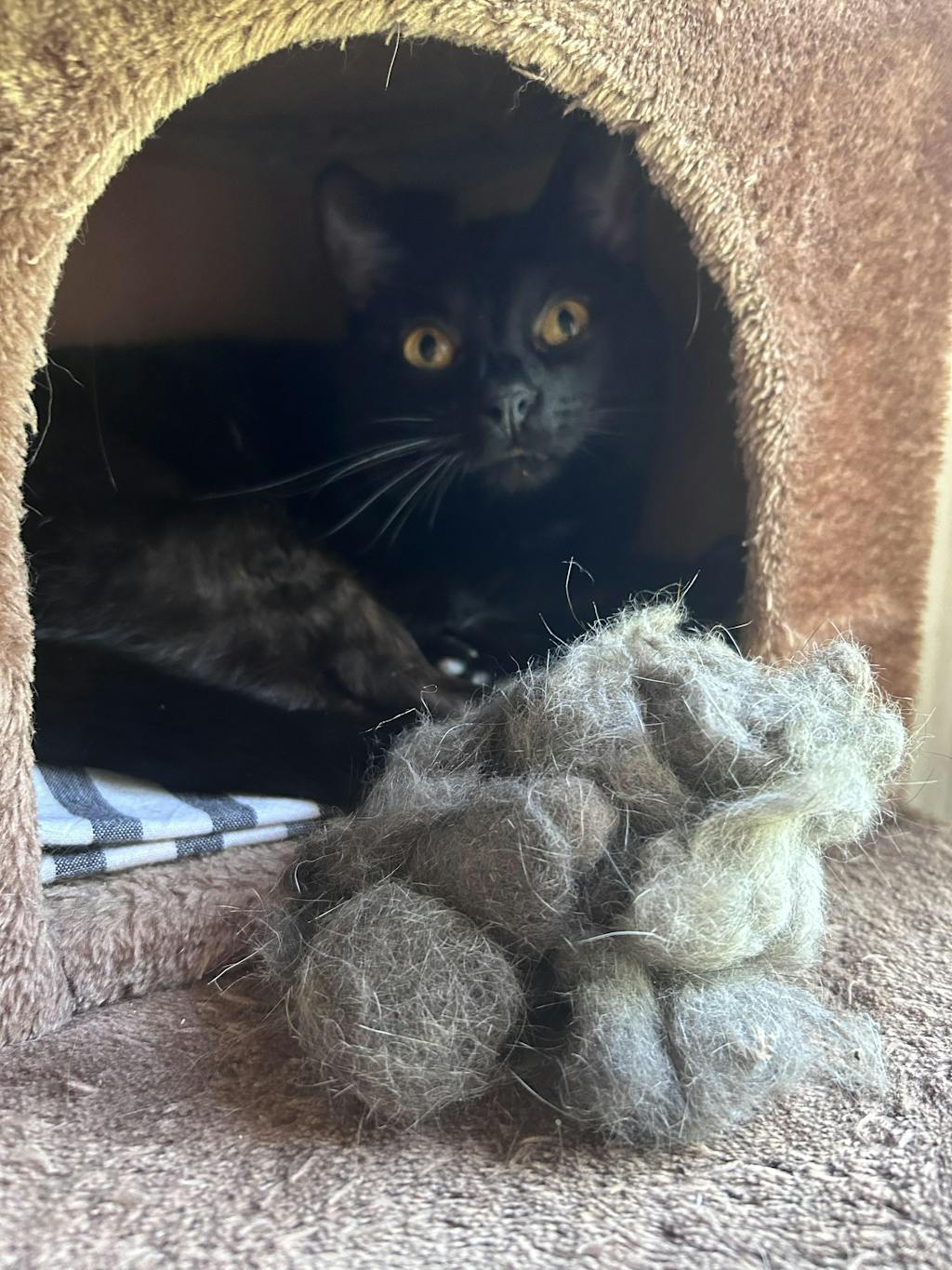 The Bailey Brush Cat Brush – Vet and Groomer Preferred