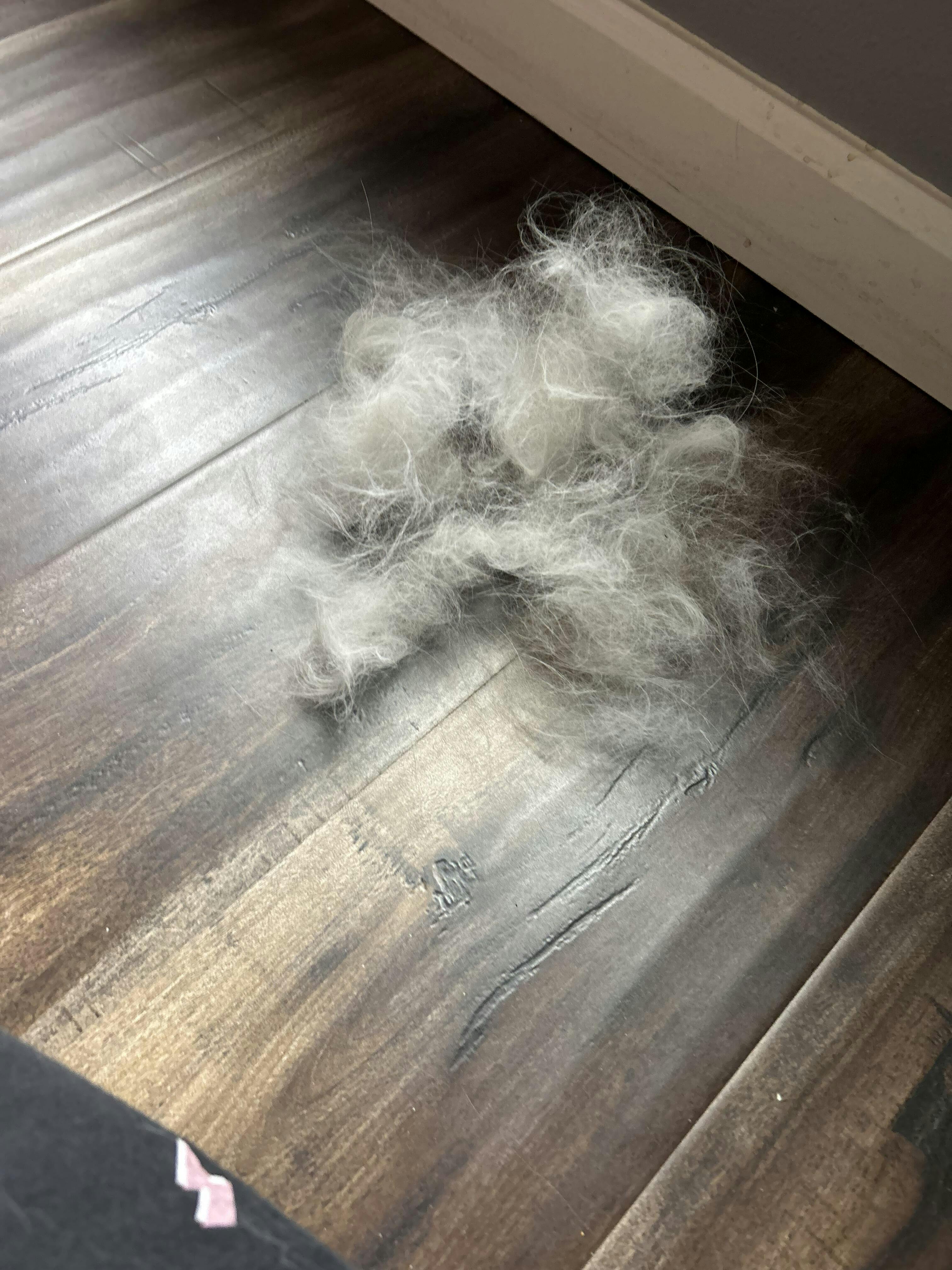 The Bailey Brush Cat Brush – Vet and Groomer Preferred