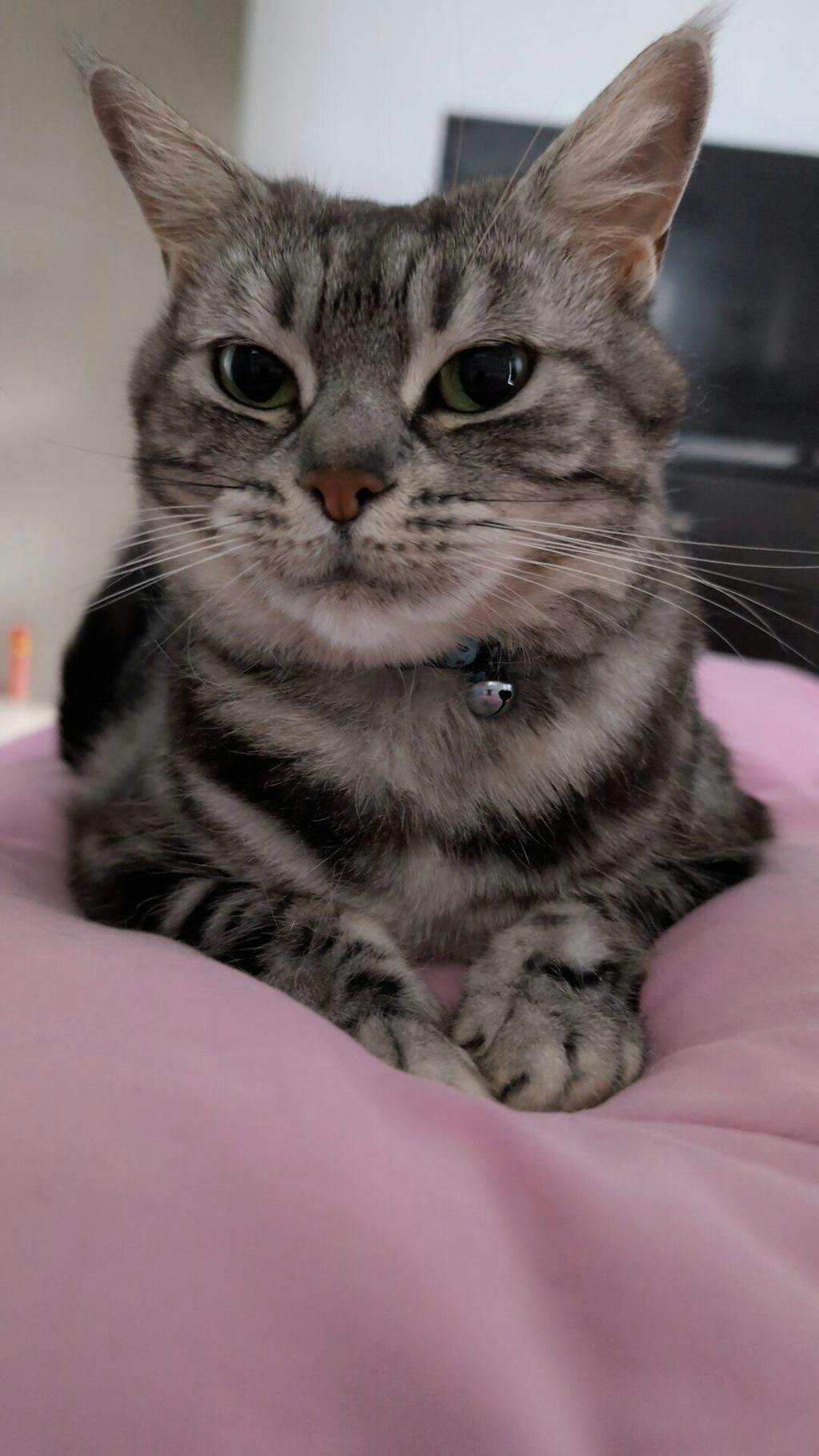 The Bailey Brush Cat Brush – Vet and Groomer Preferred