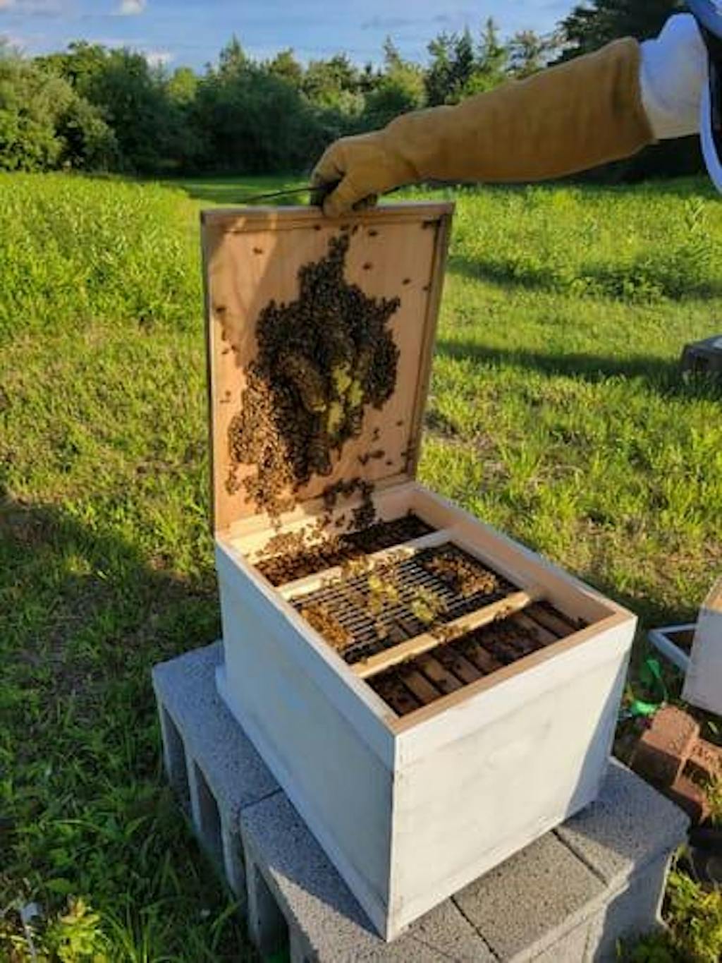 Pollen Patty and Sugar Brick Internal Feeder Tray/Feeder Shim — The Bee ...