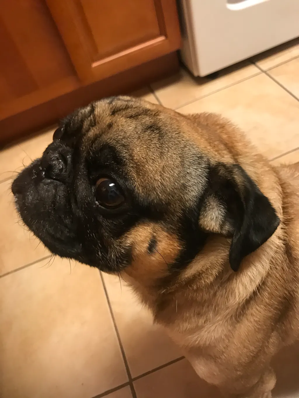 The Blissful Dog | Pug Nose Butter | Balm for Dry Pug Dog Noses