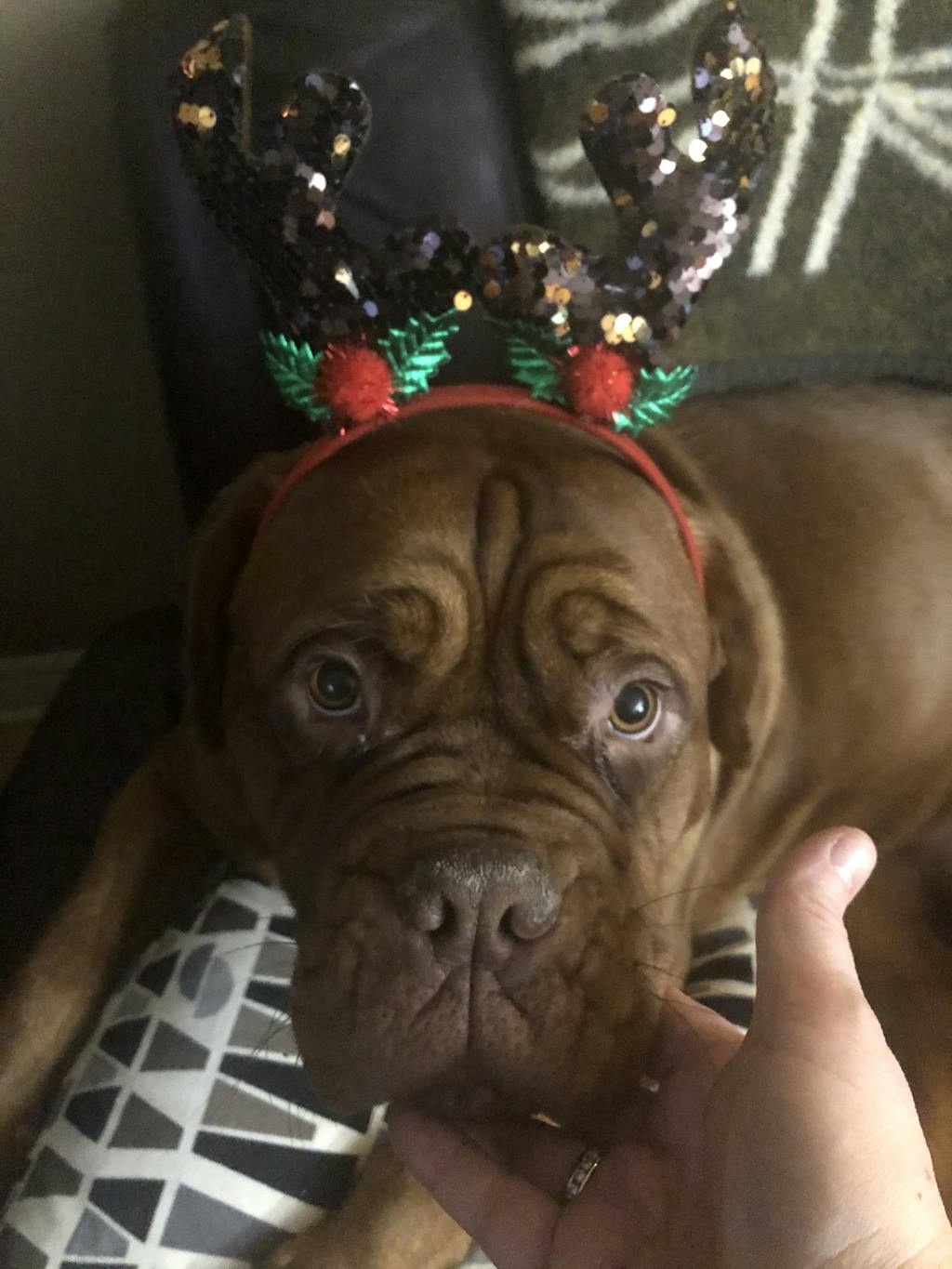 Japanese Chin Skin Care Boo Boo Butter For Minor Skin Irritations - The ...