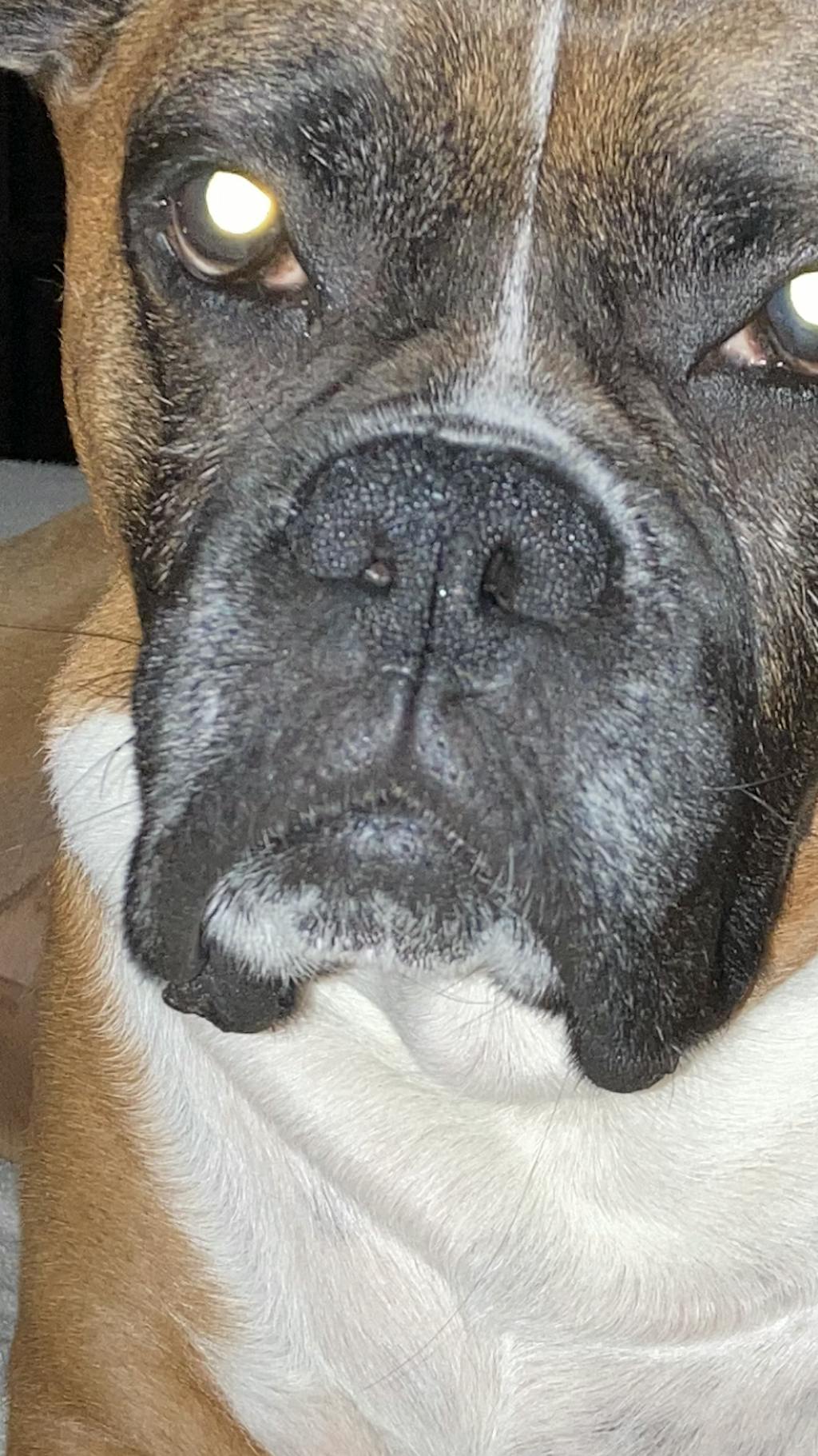 Boxer Custom Combo Kits for Boxer Dog Care - Dry Noses, Rough Paws+ ...