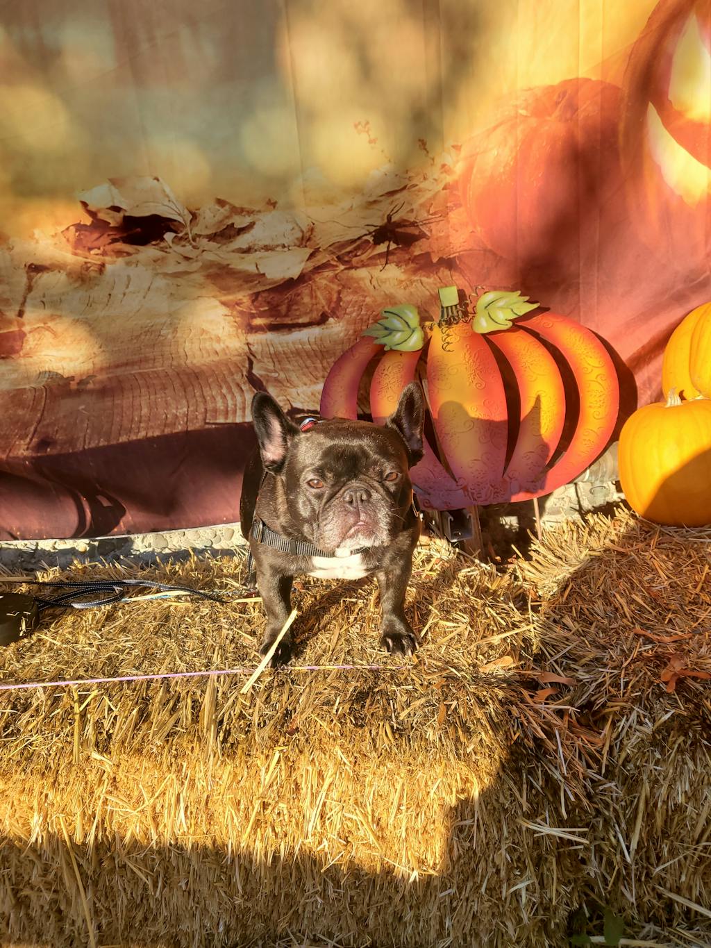 The Blissful Dog Rottweiler Skin Care Combo for Your Dog's Nose+