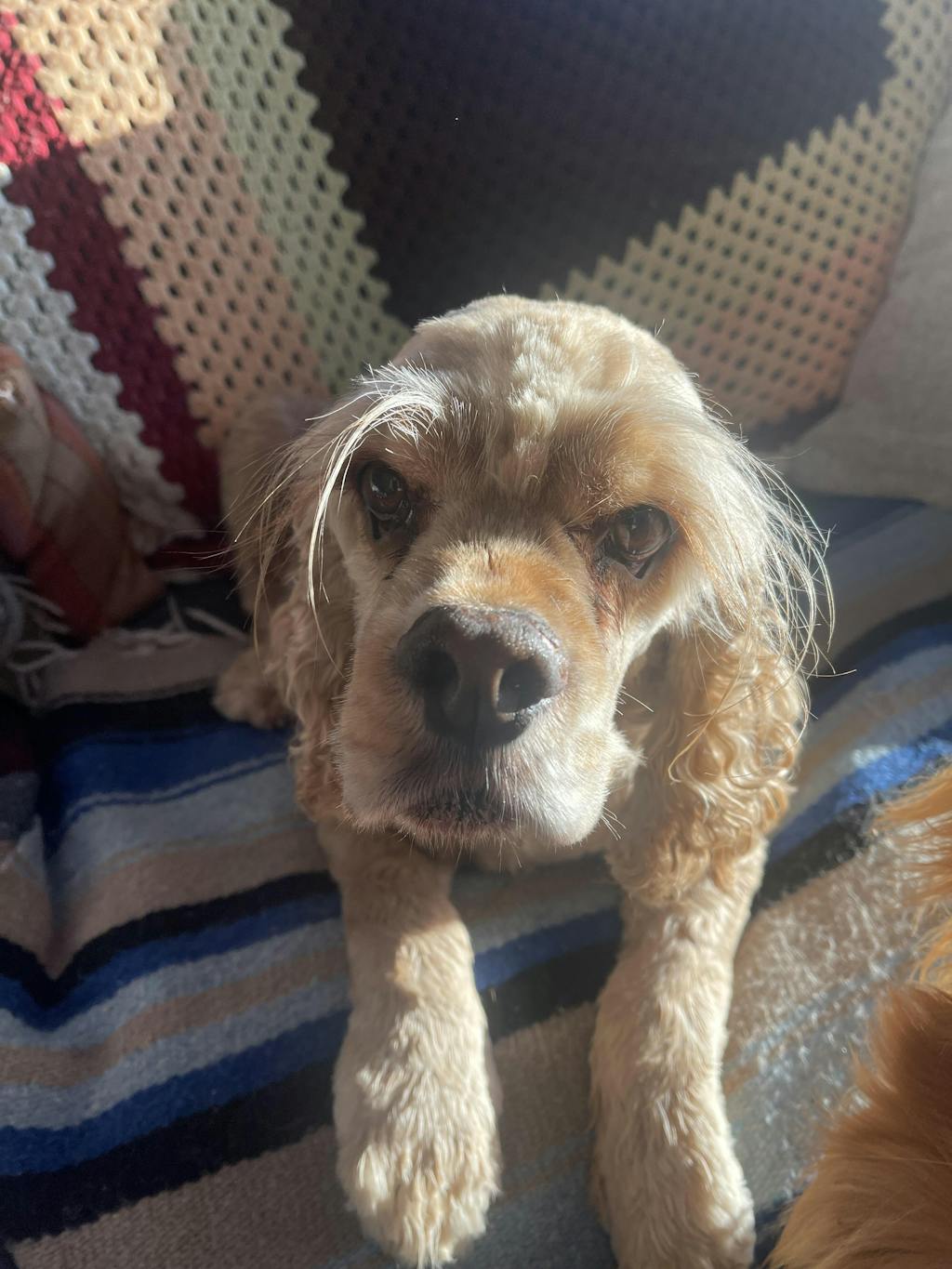 Blissful Dog Elbow Butter | Dog Elbow Callus Treatment - The Blissful Dog