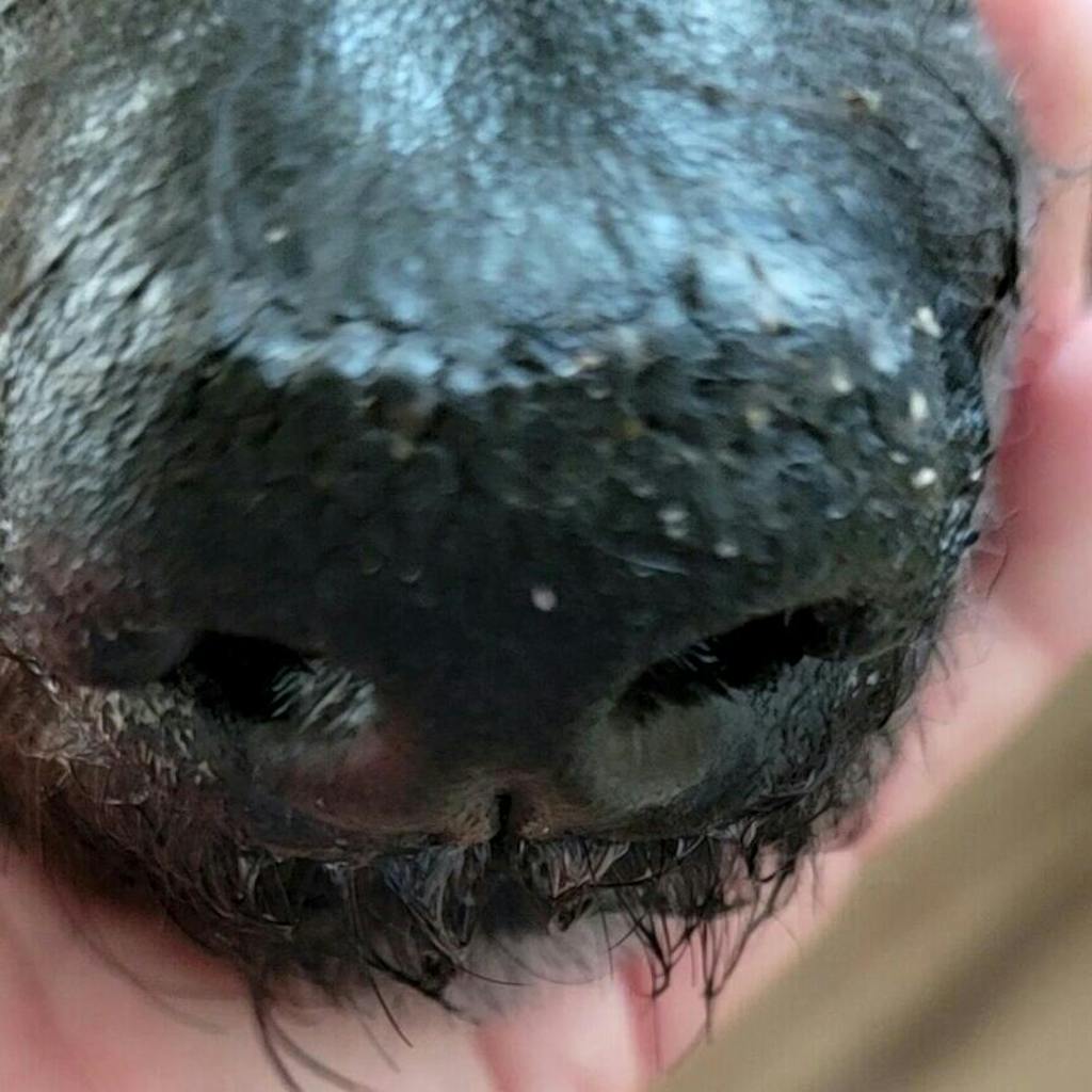 The Blissful Dog NOSE BUTTER® for Your Dog's Rough, Dry, Crusty Nose