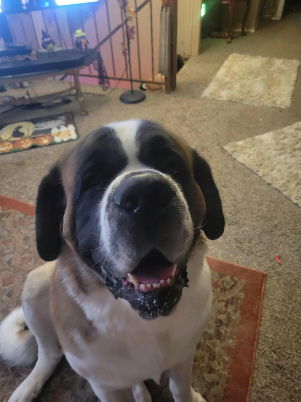 Yorkshire Terrier Nose Butter® for Your Yorkie's Dry Nose All Natural ...