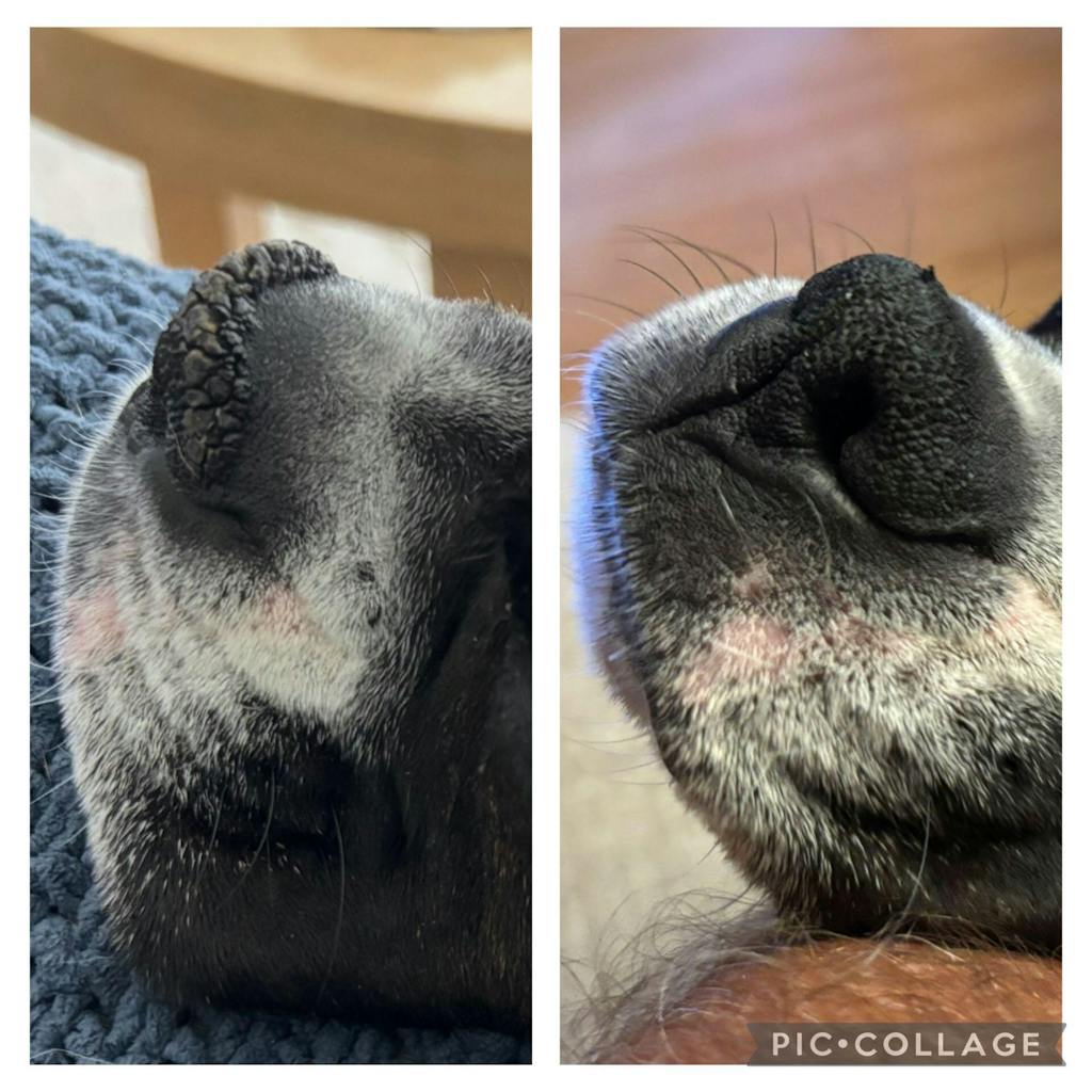 The Blissful Dog NOSE BUTTER® for Your Dog's Rough, Dry, Crusty Nose