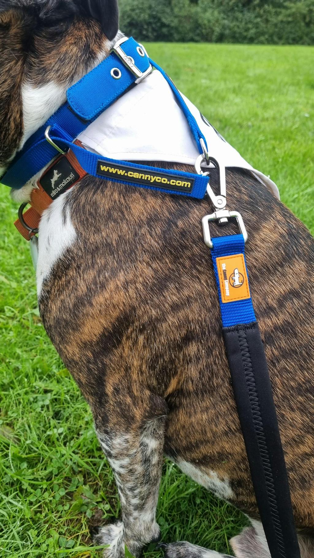 Buy Canny Collar | Best Dog Head Collar For Lead Pulling – The Canny ...