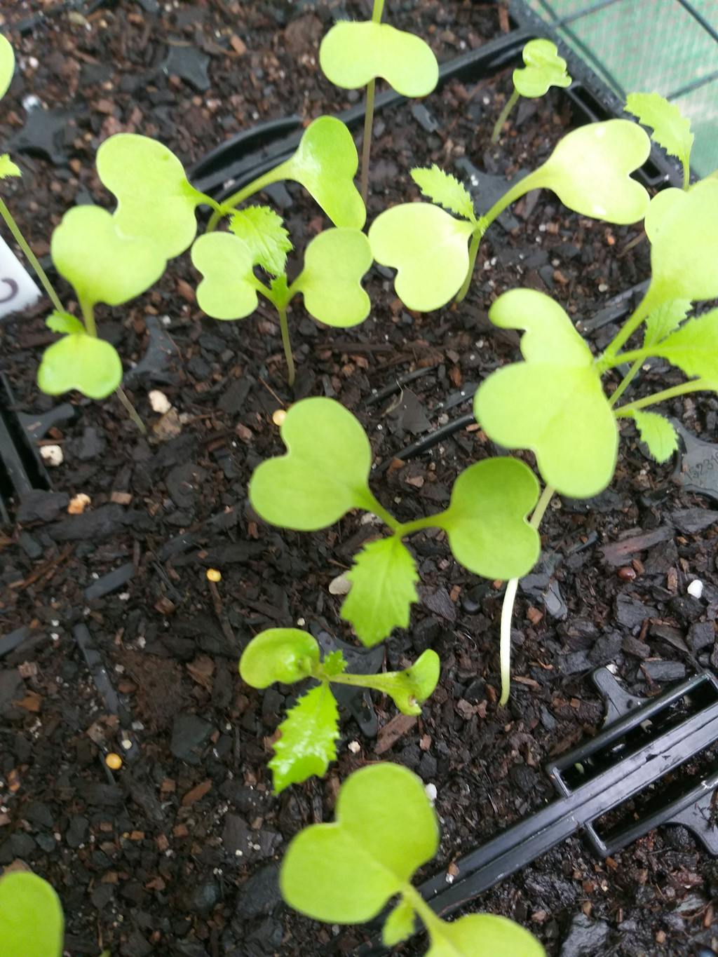 8-cell Rigid Plastic Seedling Punnets. Ideal for seeds & cutting propa ...