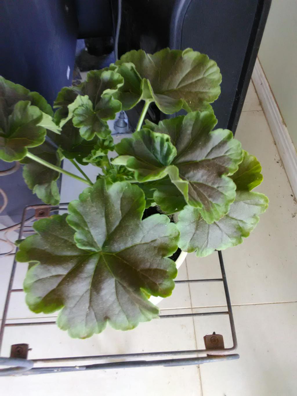 Geranium Black Velvet Series x8 Seeds. Exquisite velvety BLACK leaved ...