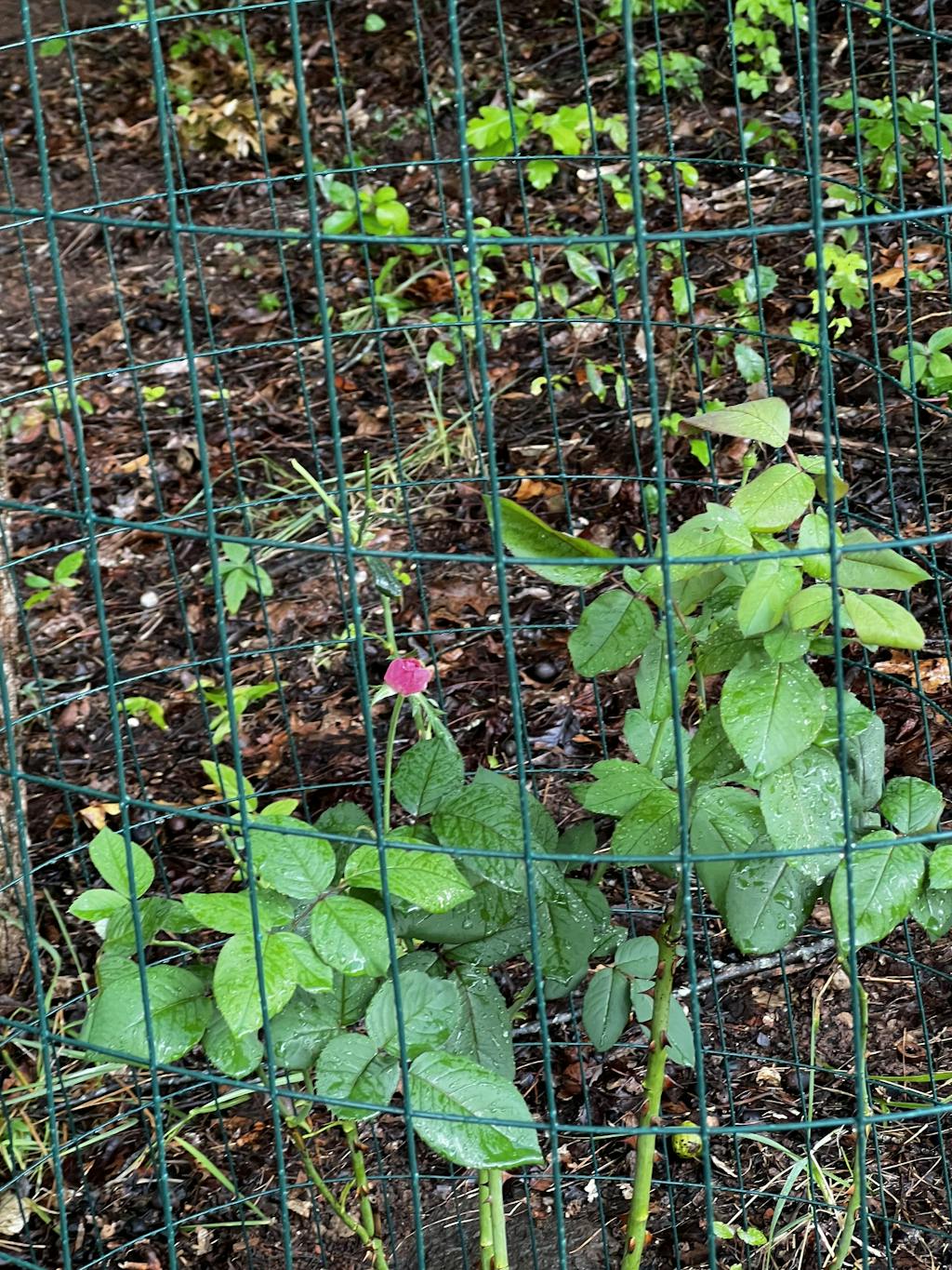 Deer Cage | Plant Protection | Wildlife Barrier | Easy To Use – The ...