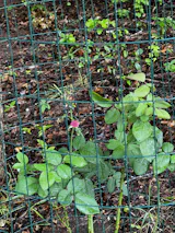 Deer Cage | Plant Protection | Wildlife Barrier | Easy To Use – The ...