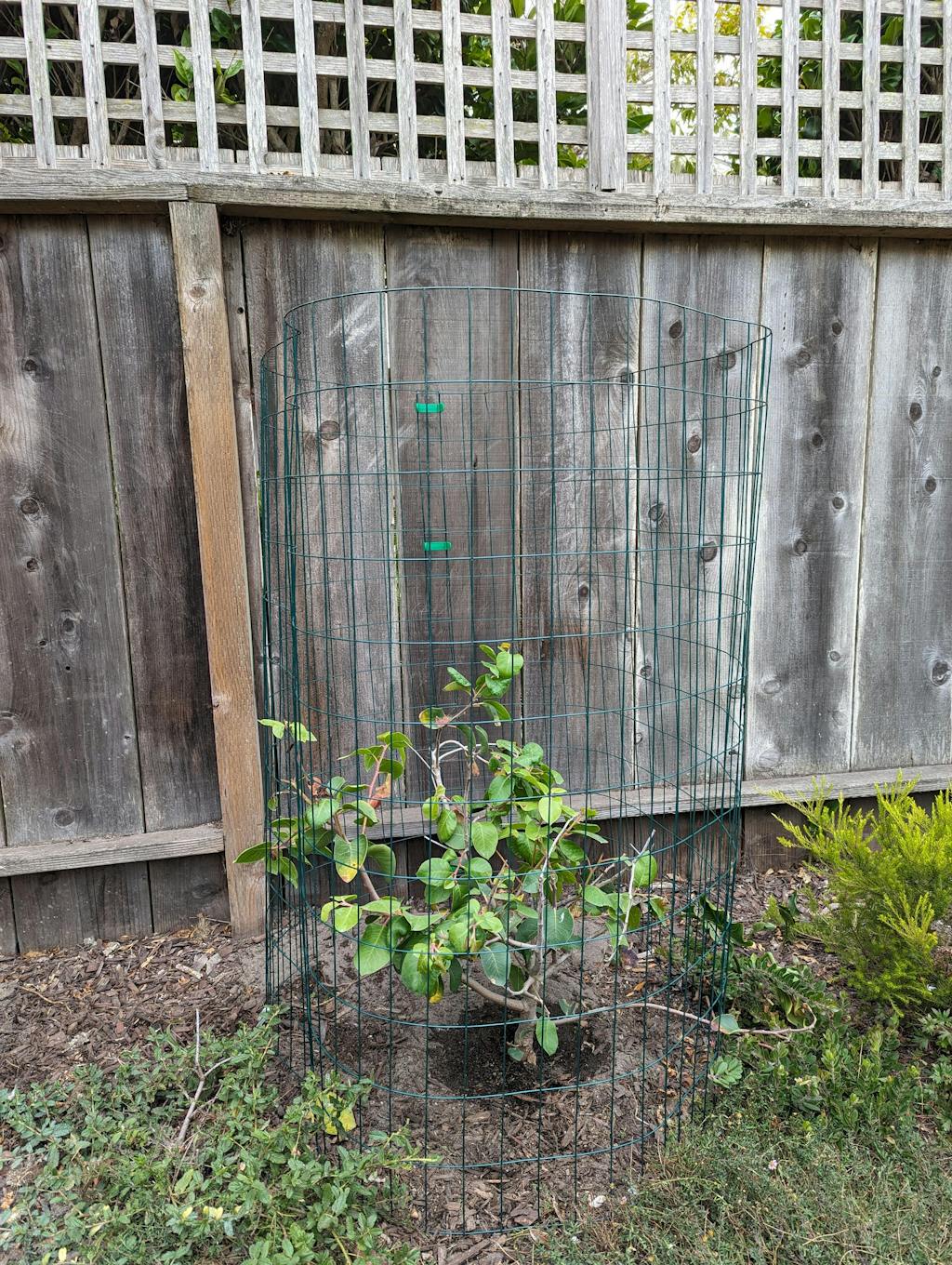The Deer Cage