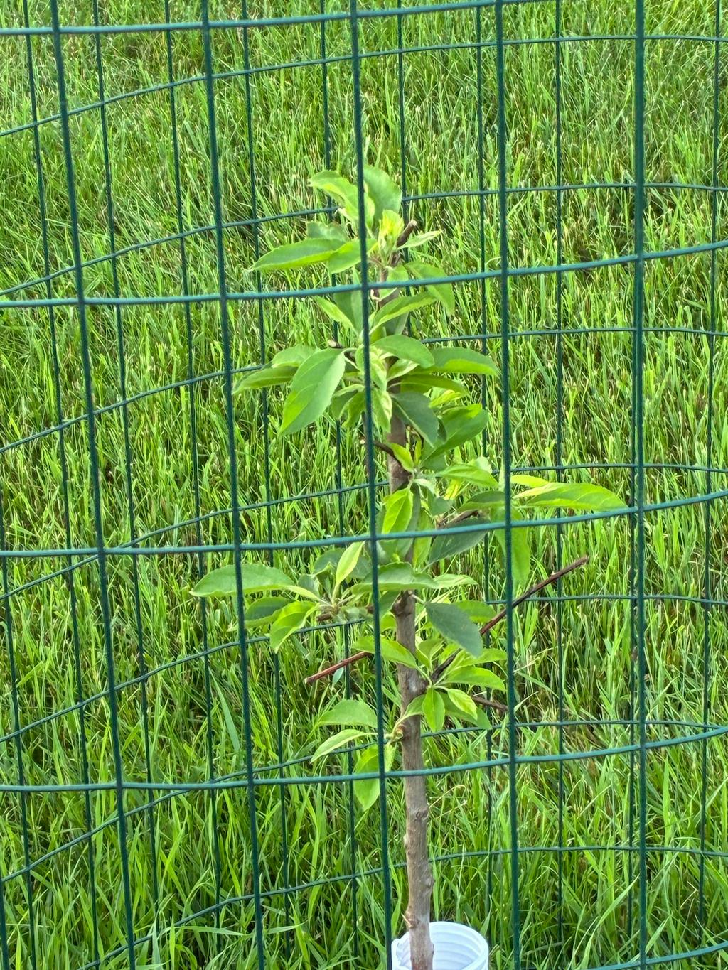 Deer Cage | Plant Protection | Wildlife Barrier | Easy To Use – The ...