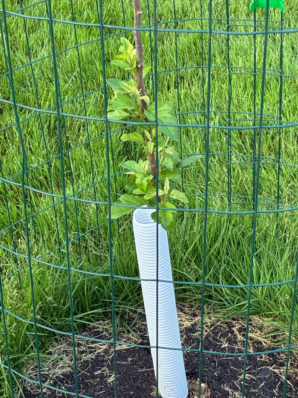 Deer Cage | Plant Protection | Wildlife Barrier | Easy To Use – The ...