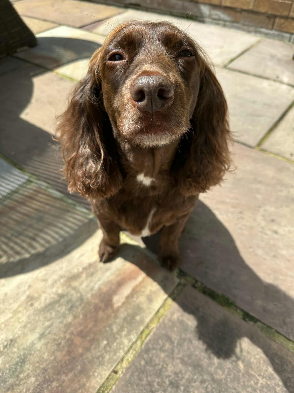 Dog Transformation Starter Pack – The Dog Nutritionist